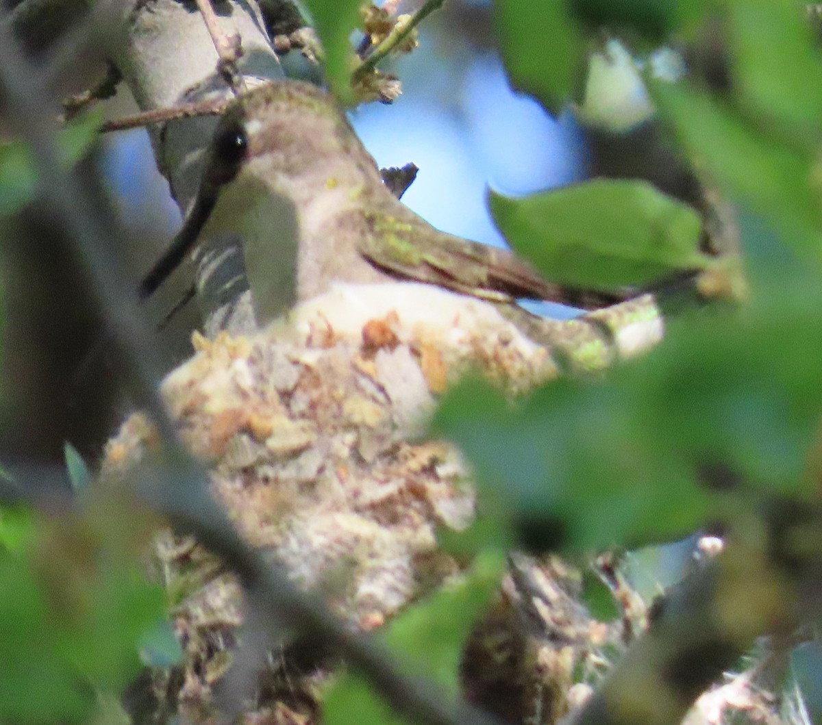 eBird Checklist - 7 May 2024 - Carlsbad Caverns NP--Rattlesnake Springs ...