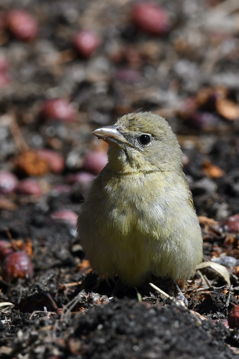 eBird Checklist - 7 May 2024 - 1018 S 17th St, Laramie US-WY 41.30377 ...