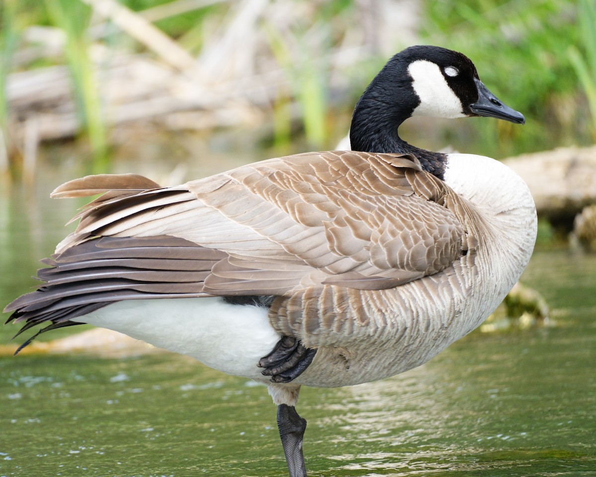 eBird Checklist - 3 May 2024 - Heron Haven - 10 species