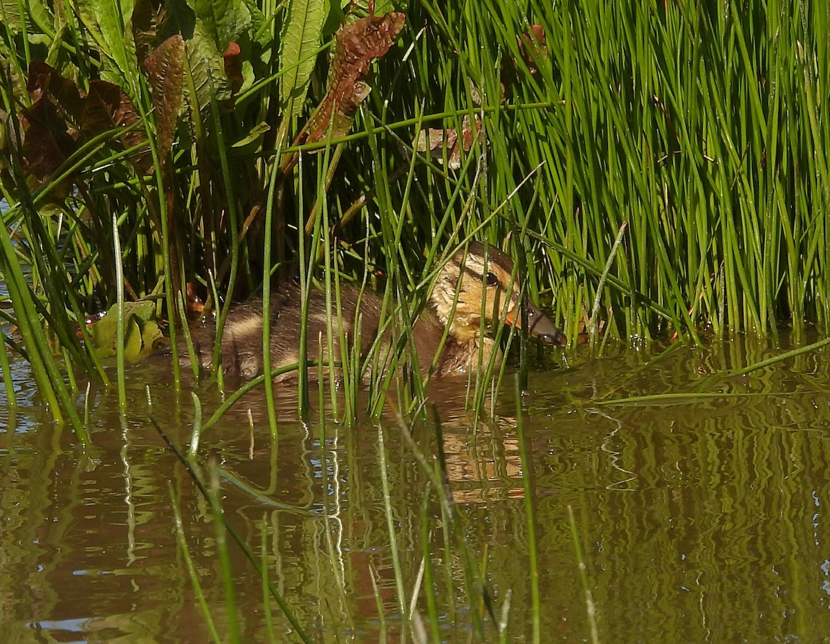 eBird Checklist - 7 May 2024 - Arcata Bottoms--V St. Loop - 28 species ...