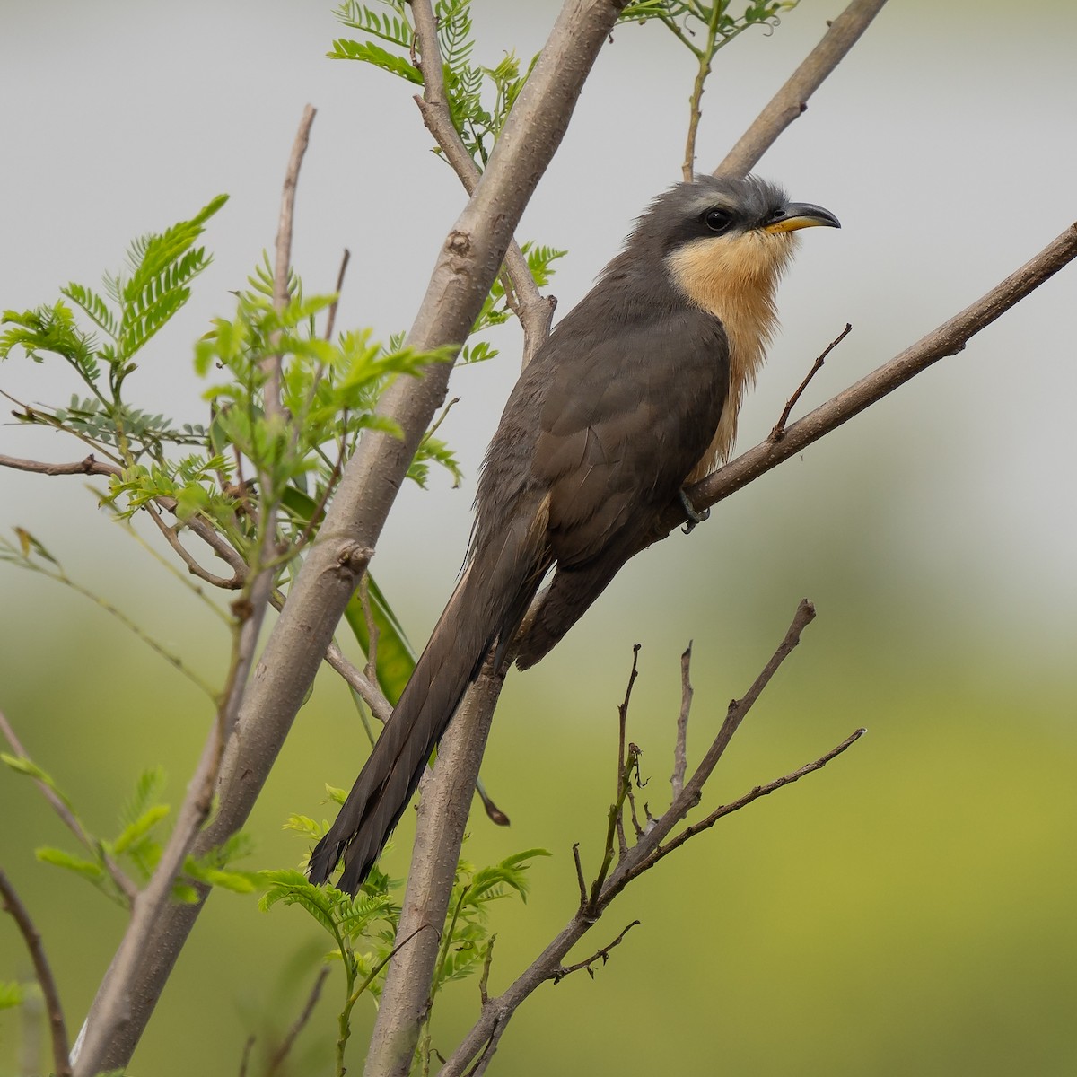 eBird Checklist - 4 May 2024 - South Padre Is.--Birding and Nature ...