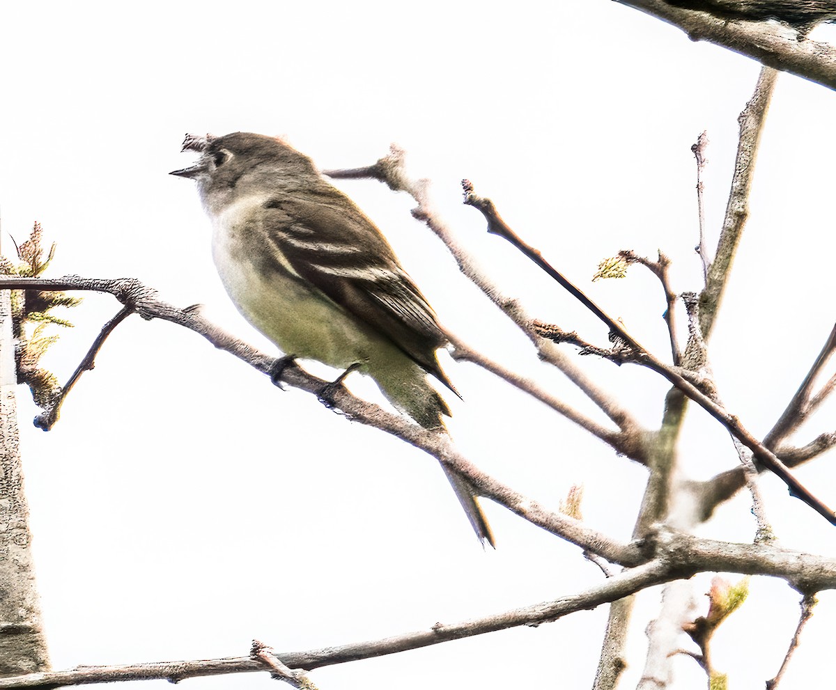 Pennsylvania Bird Atlas Checklist - 7 May 2024 - Scotia Barrens (IBA ...