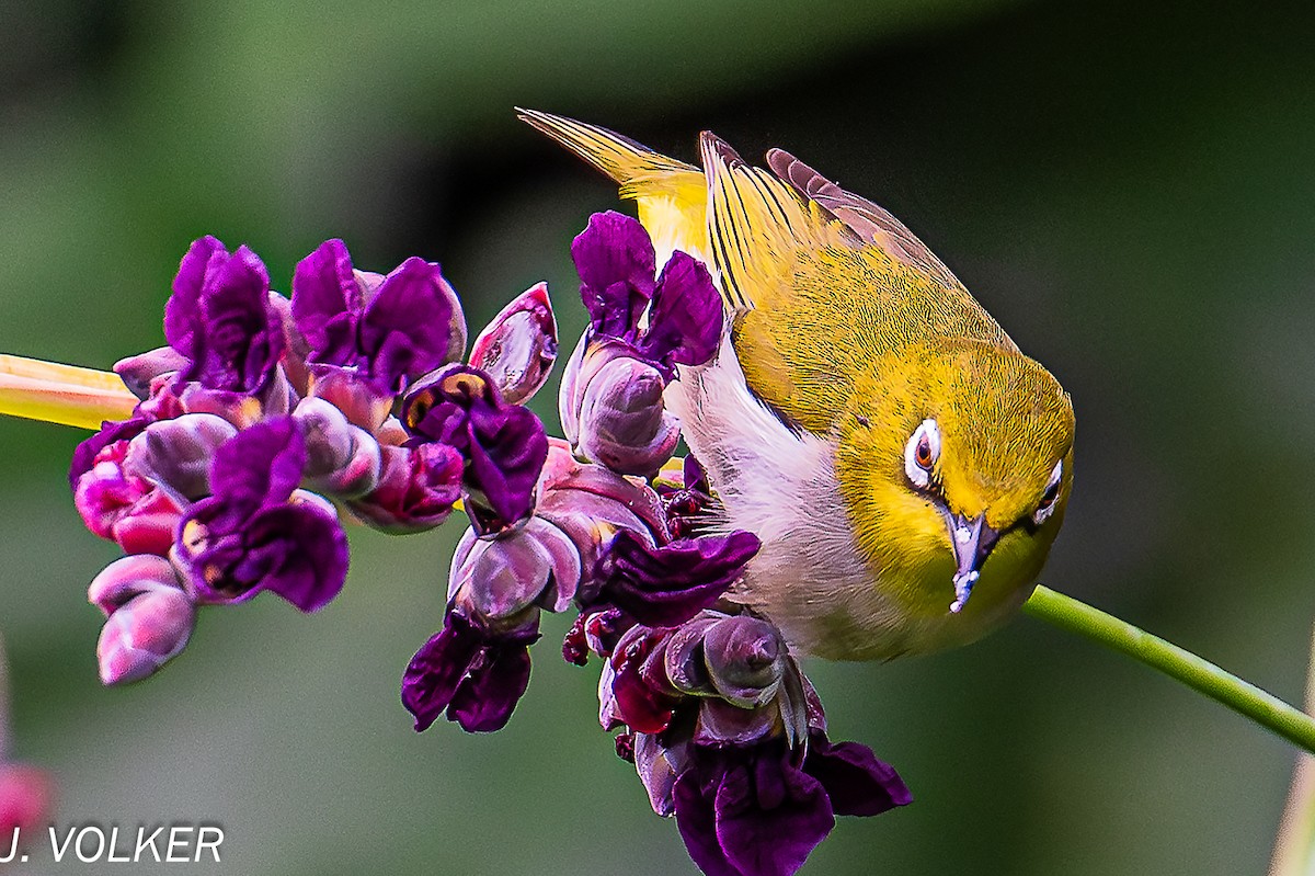 Swinhoe's White-eye - Zosterops simplex - Media Search - Macaulay ...