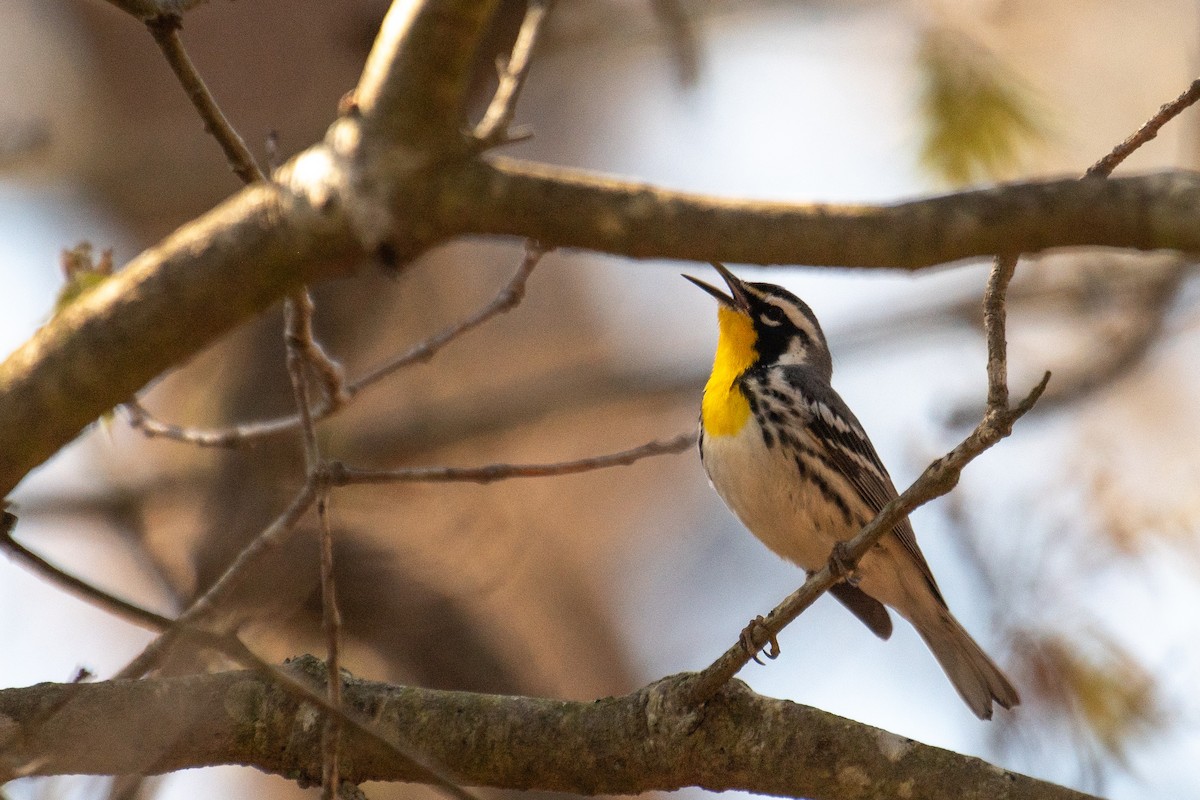 New York Breeding Bird Atlas Checklist - 7 May 2024 - Maple Swamp - 21 ...