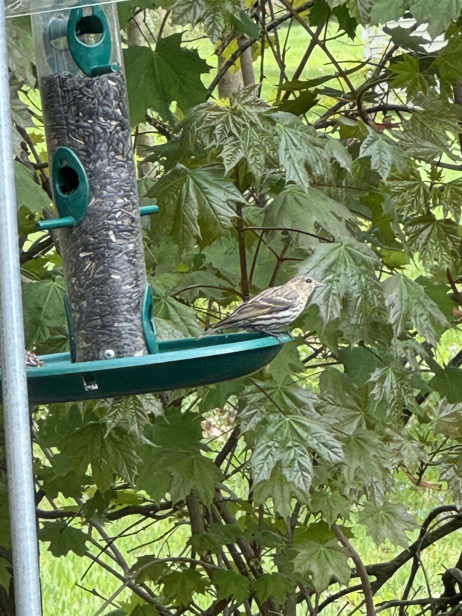 New York Breeding Bird Atlas Checklist - 7 May 2024 - 301 Park St ...