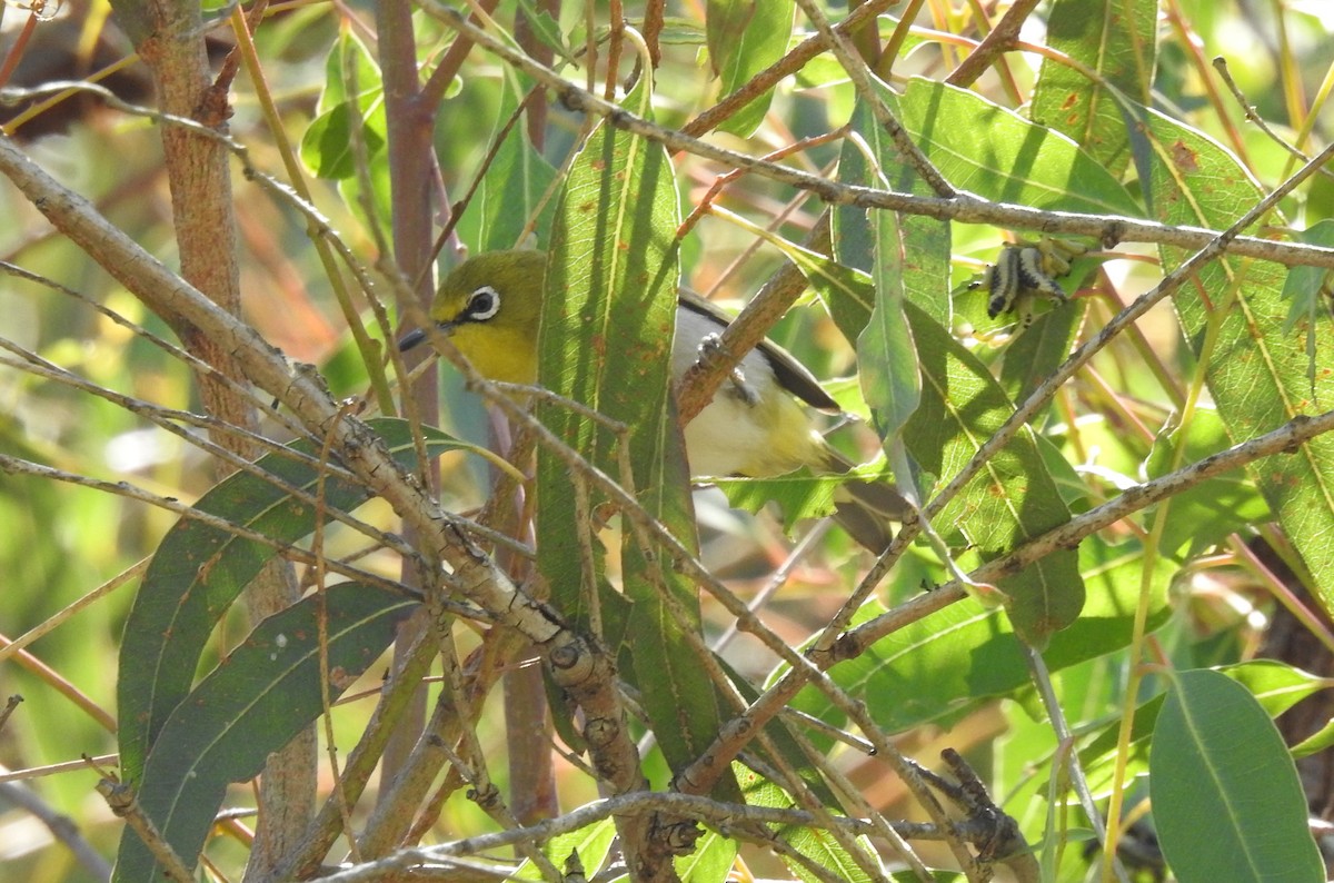 Swinhoe's White-eye - Zosterops simplex - Media Search - Macaulay ...