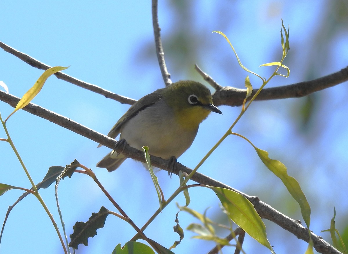 Swinhoe's White-eye - Zosterops simplex - Media Search - Macaulay ...