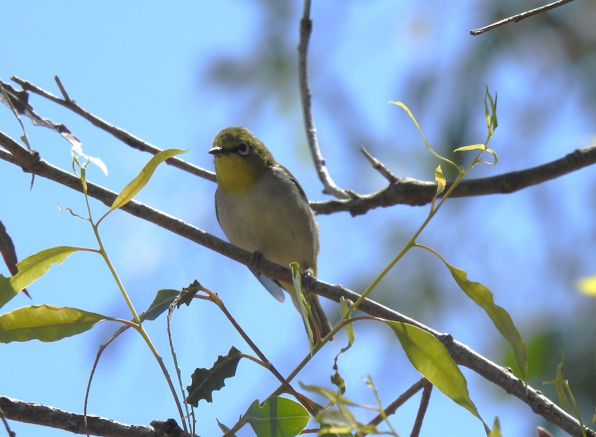 Swinhoe's White-eye - Zosterops simplex - Media Search - Macaulay ...