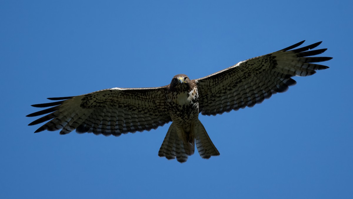 eBird Checklist - 7 May 2024 - Sunol Regional Wilderness - 7 species