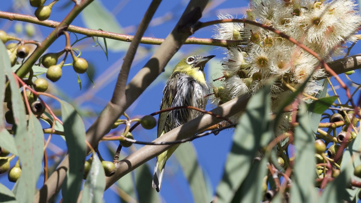 Swinhoe's White-eye - Zosterops simplex - Media Search - Macaulay ...