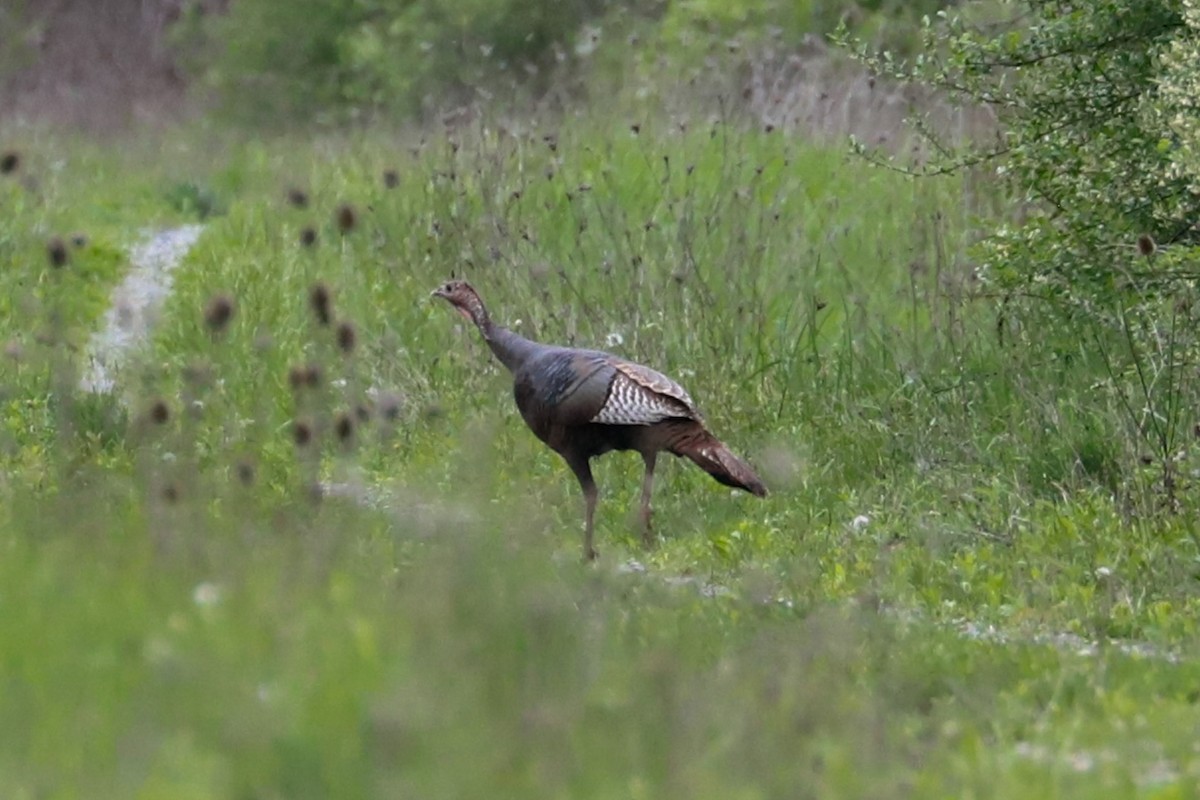 Pennsylvania Bird Atlas Checklist - 7 May 2024 - Scotia Barrens (IBA ...