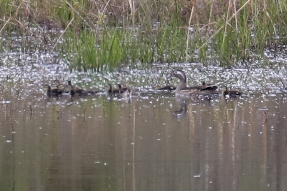 Pennsylvania Bird Atlas Checklist - 7 May 2024 - Scotia Barrens (IBA ...