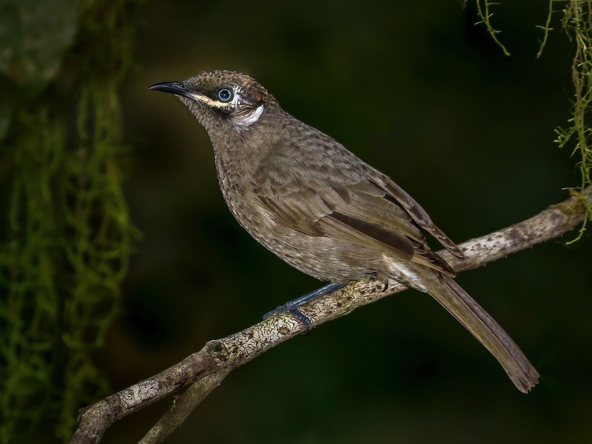 Eungella Honeyeater - Bolemoreus hindwoodi - Birds of the World