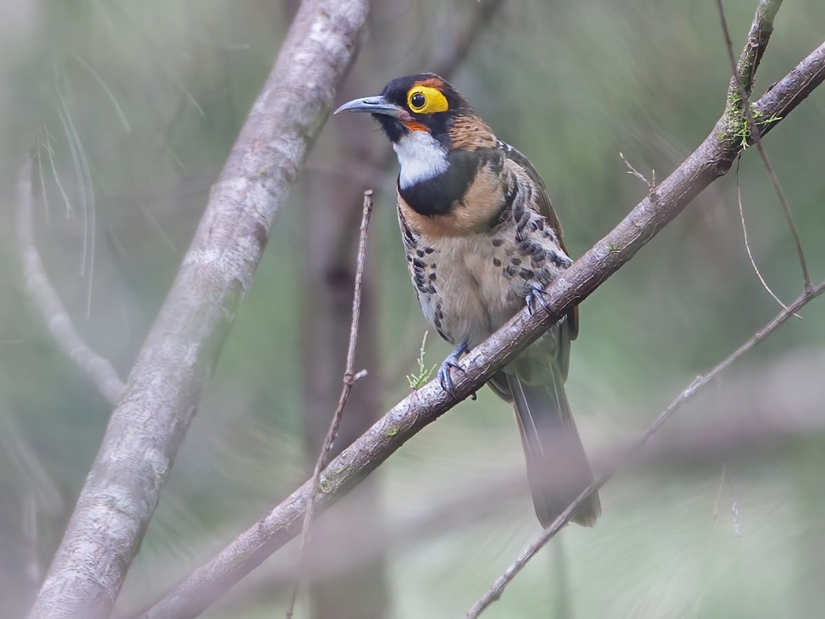 Ornate Melidectes - Melidectes torquatus - Birds of the World