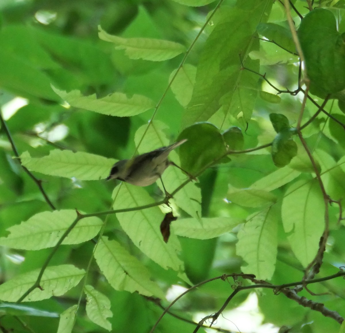 eBird Checklist - 7 May 2024 - Prairie Creek Park (Collin Co. portion ...