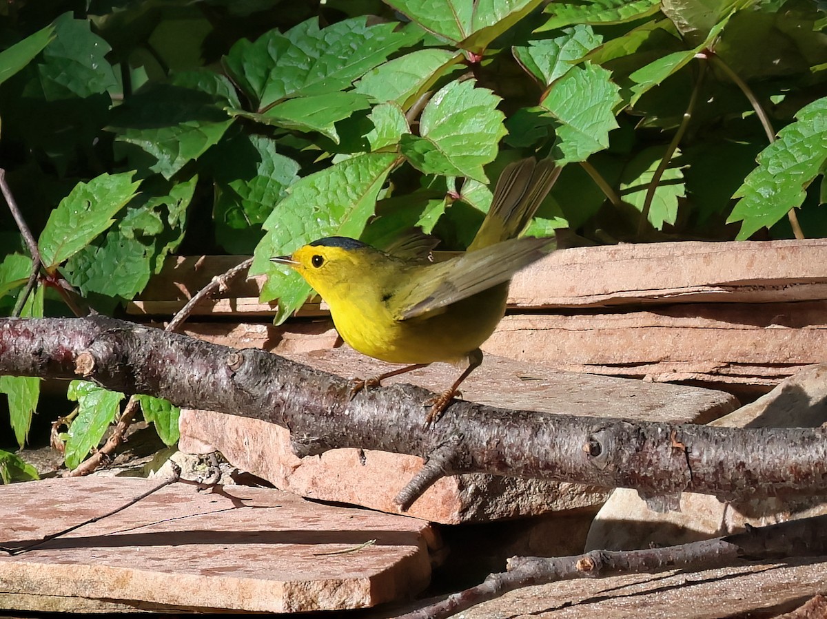 eBird Checklist - 7 May 2024 - Swanson Yard - 23 species