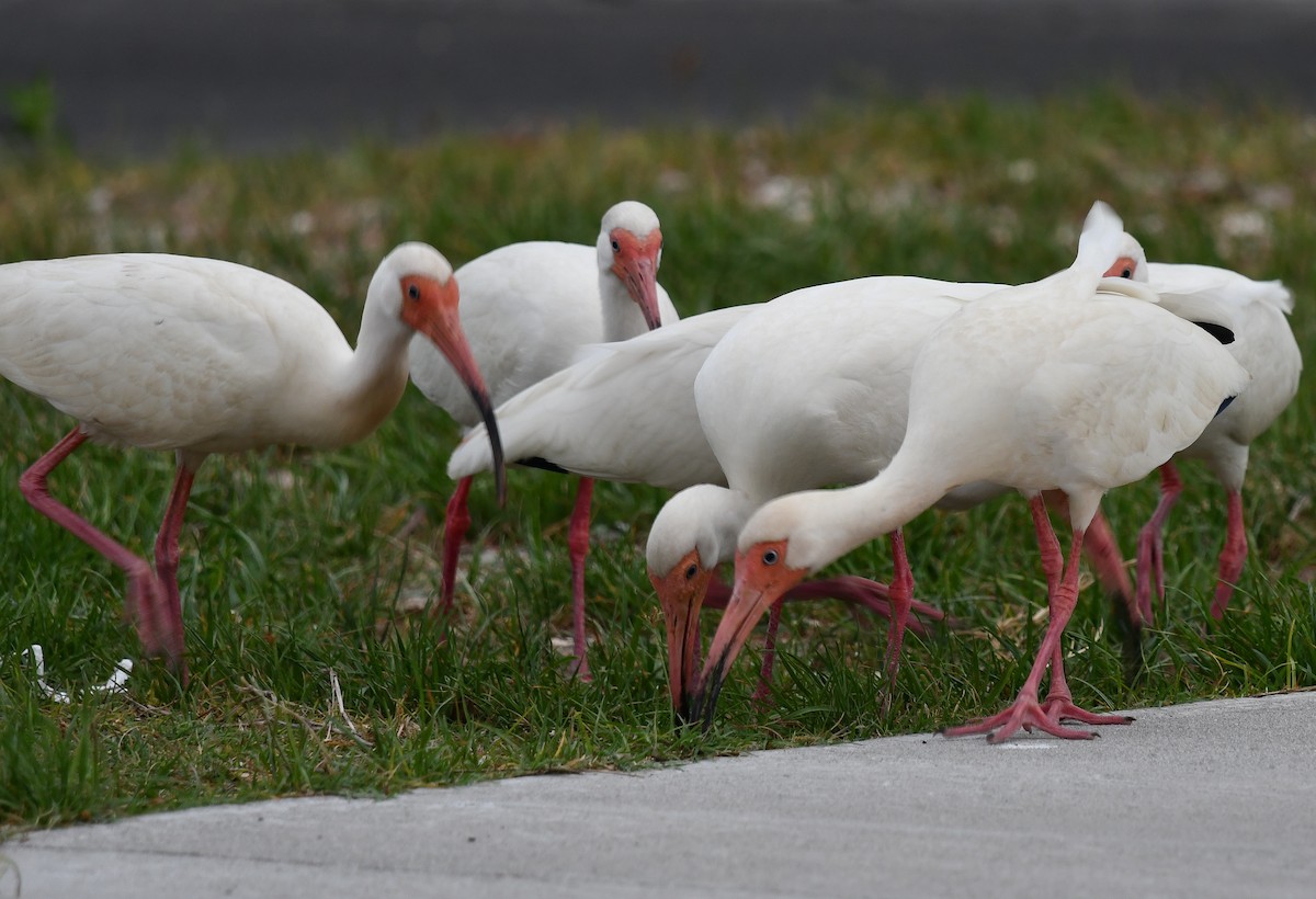 eBird Checklist - 12 Apr 2024 - Cedar Key City Park, Marina, and ...