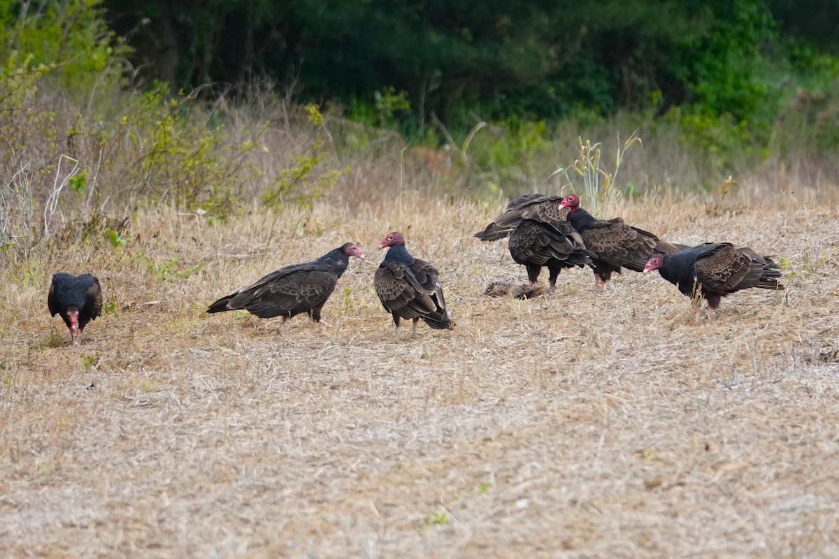 eBird Checklist - 7 May 2024 - Blue Marsh Lake SRA--Old Church Rd ...