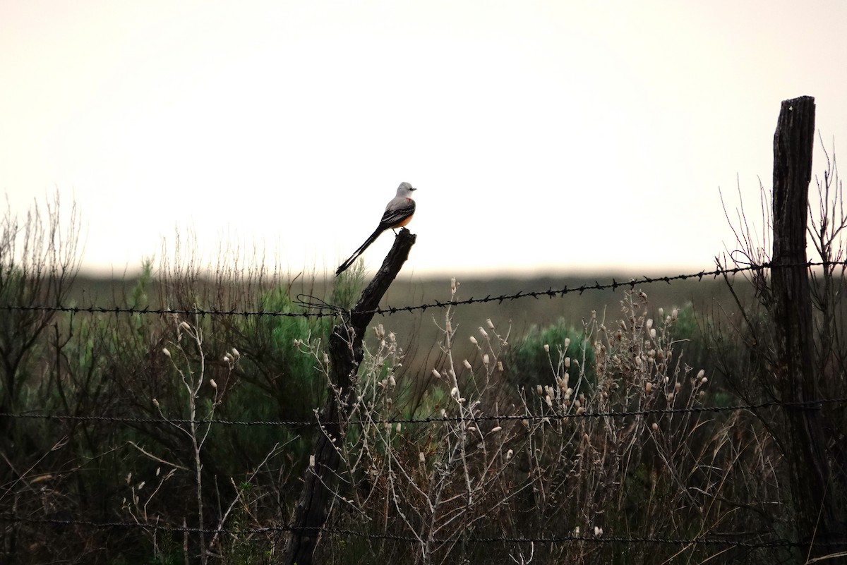 eBird Checklist - 4 May 2024 - Samson Bridge & Rest Area - 17 species
