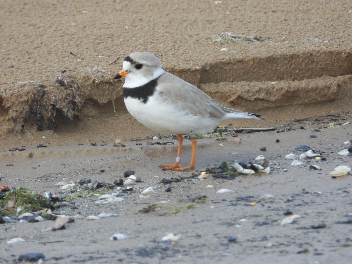 eBird Checklist - 7 May 2024 - Montrose Point Bird Sanctuary, Lincoln ...
