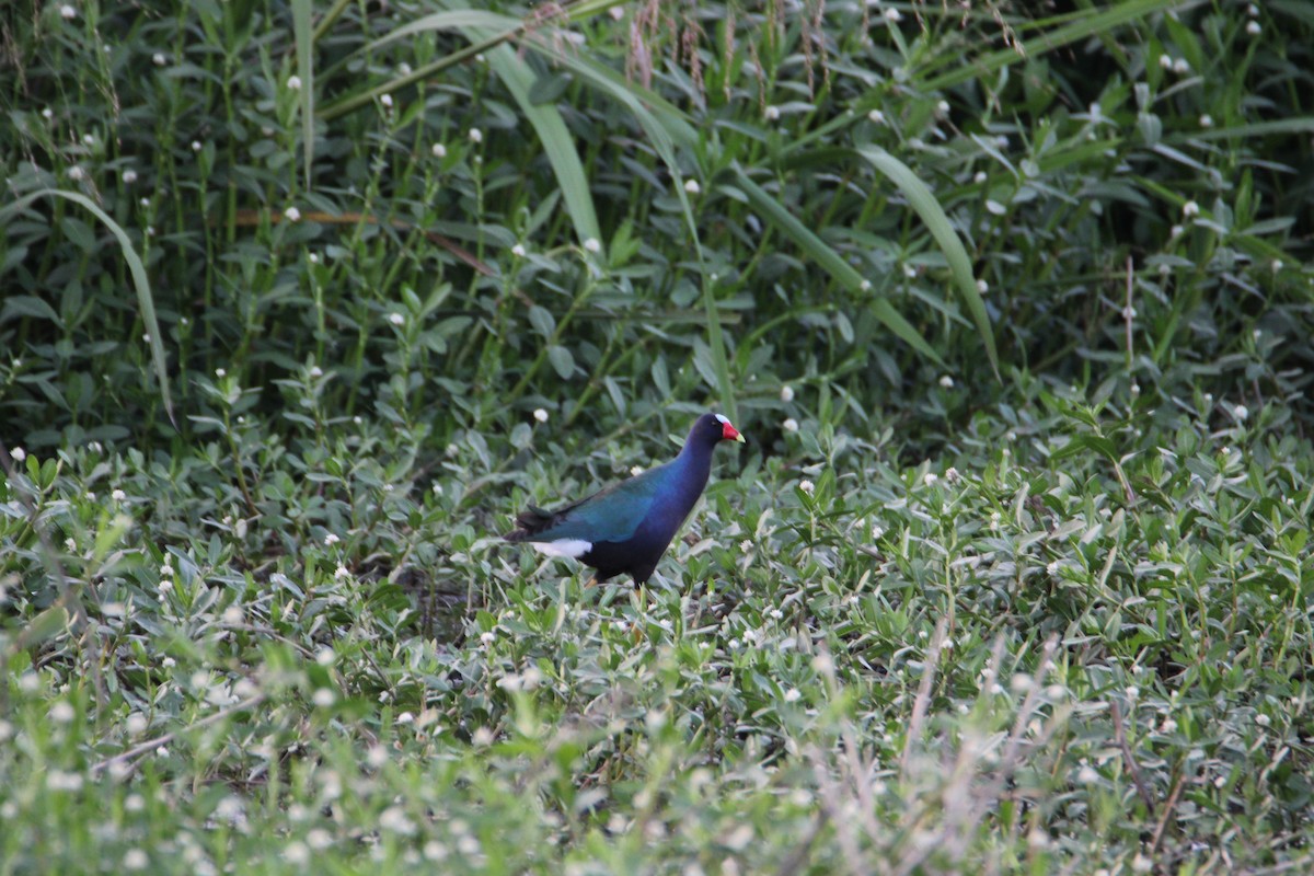 eBird Checklist - 7 May 2024 - Eufaula NWR--Kennedy Unit - 65 species ...