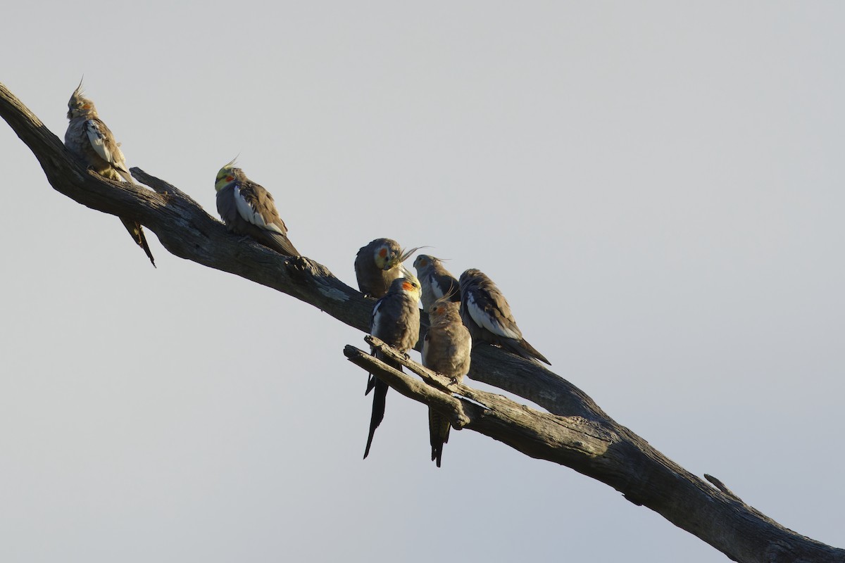 eBird Checklist - 8 May 2024 - 206–250 Undullah Rd, Woodhill AU-QLD -27 ...