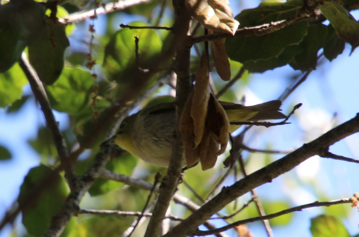 Swinhoe's White-eye - Zosterops simplex - Media Search - Macaulay ...