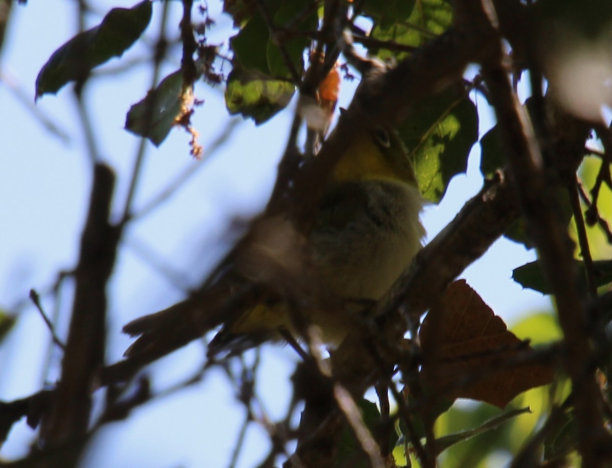 Swinhoe's White-eye - Zosterops simplex - Media Search - Macaulay ...