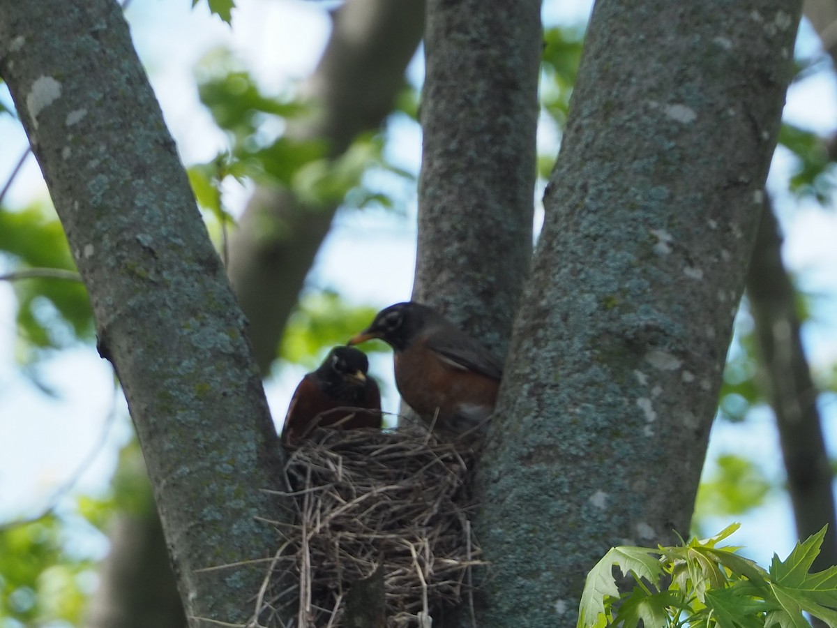 eBird Checklist - 7 May 2024 - Eagle Creek AMA - 18 species