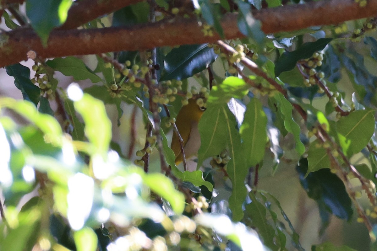 Swinhoe's White-eye - Zosterops simplex - Media Search - Macaulay ...