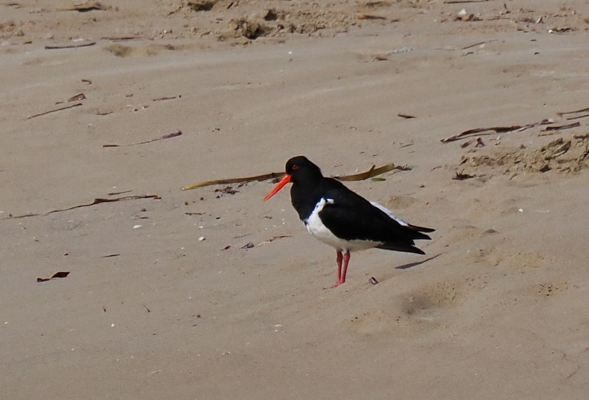 eBird Checklist - 8 May 2024 - Point Peron - 16 species