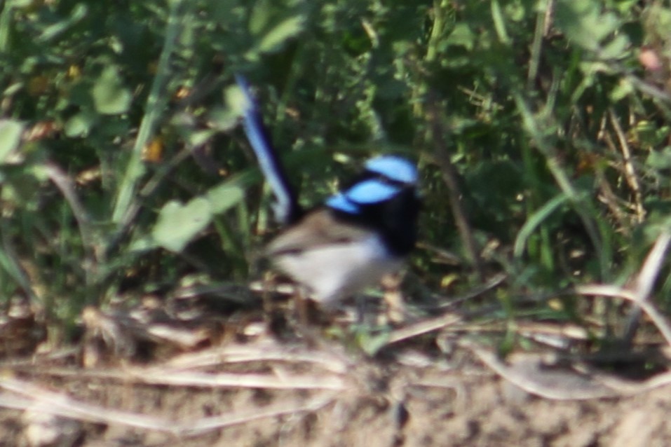 eBird Checklist - 8 May 2024 - Northern Memorial Park - 39 species