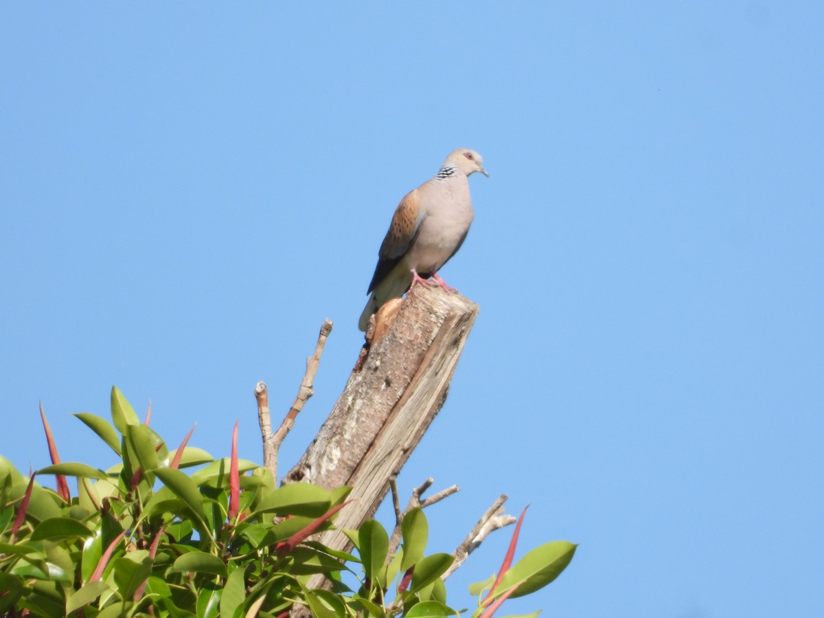 Israel Breeding Bird Atlas Checklist - 8 May 2024 - הגן הבוטני - 29 species
