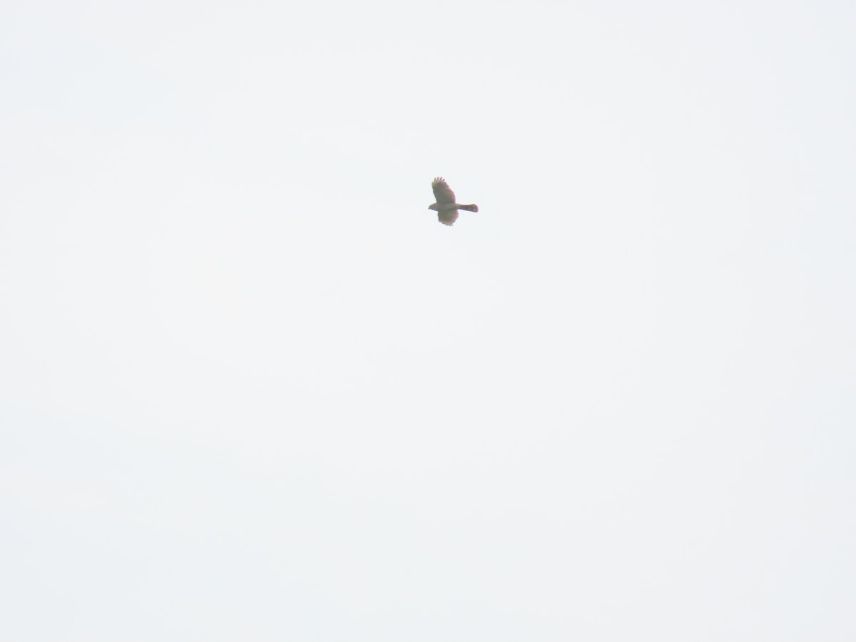 Besra - Accipiter virgatus - Media Search - Macaulay Library and eBird