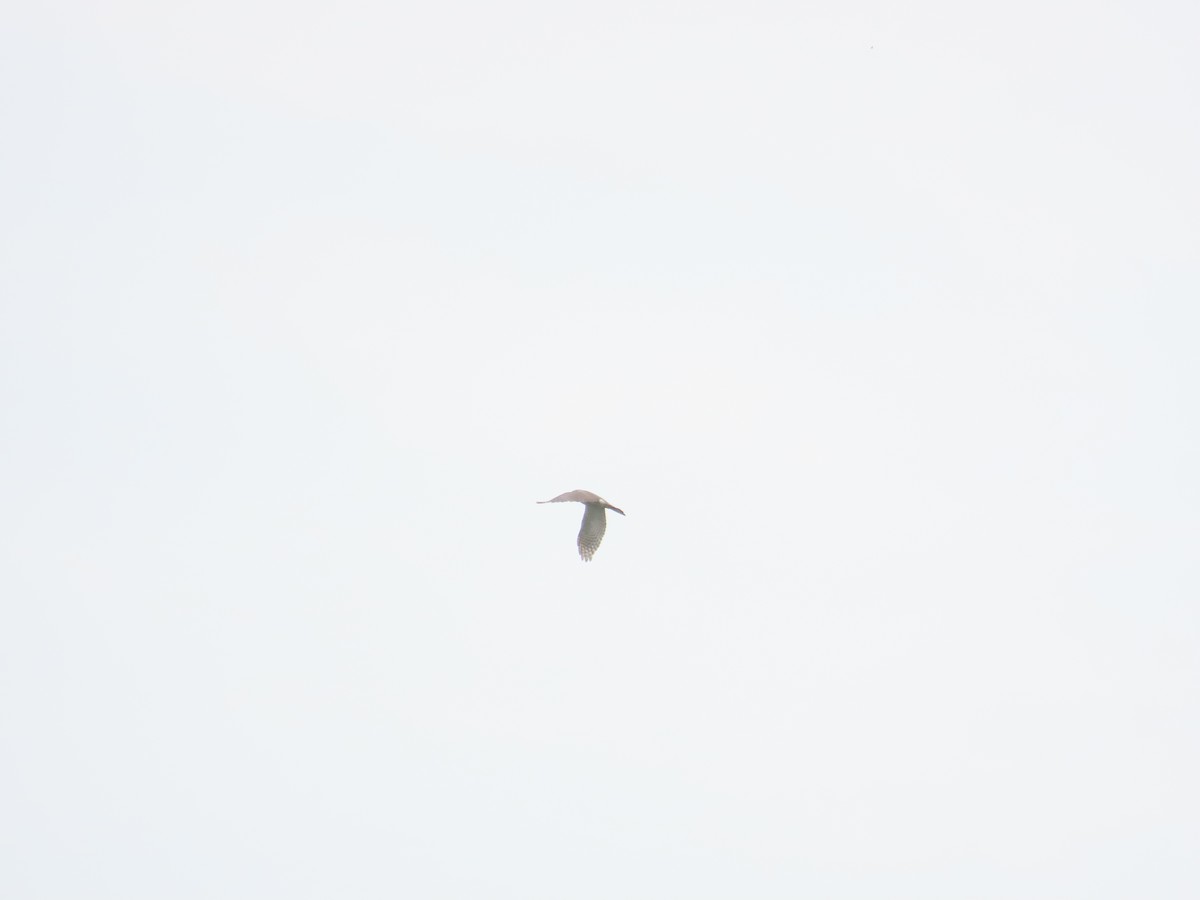Besra - Accipiter virgatus - Media Search - Macaulay Library and eBird
