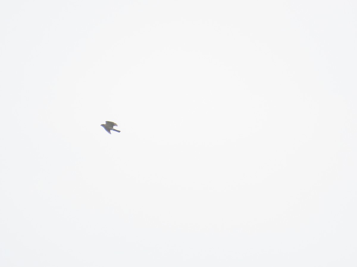 Besra - Accipiter virgatus - Media Search - Macaulay Library and eBird