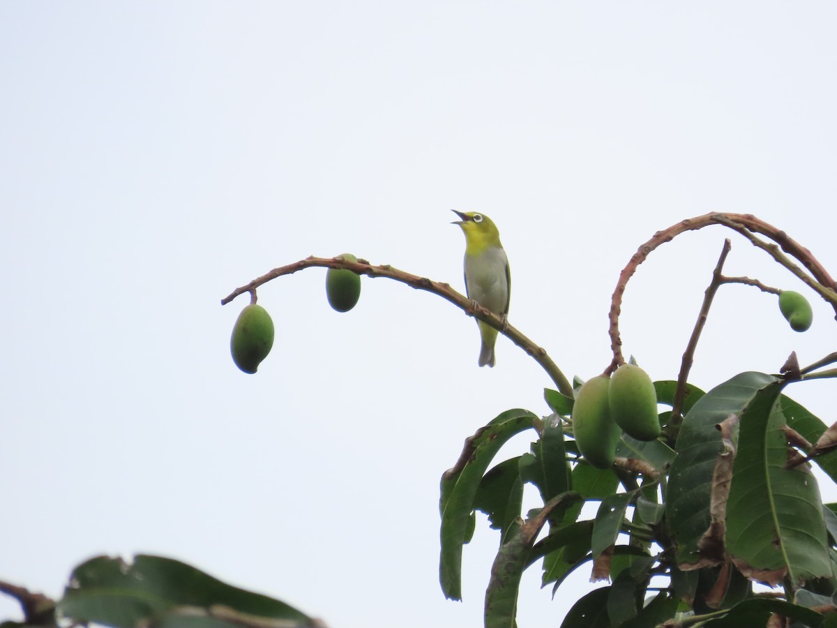 Swinhoe's White-eye - Zosterops simplex - Media Search - Macaulay ...