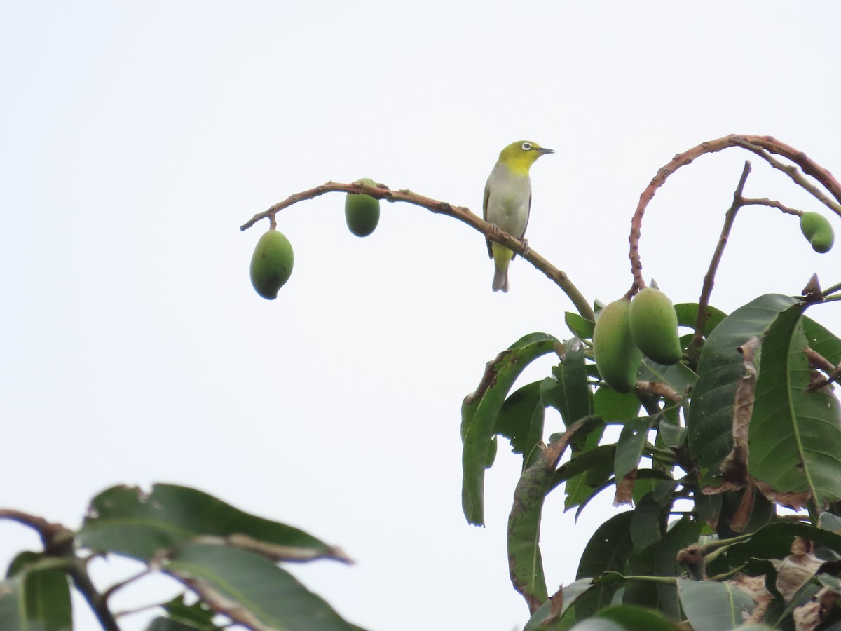 Swinhoe's White-eye - Zosterops simplex - Media Search - Macaulay ...