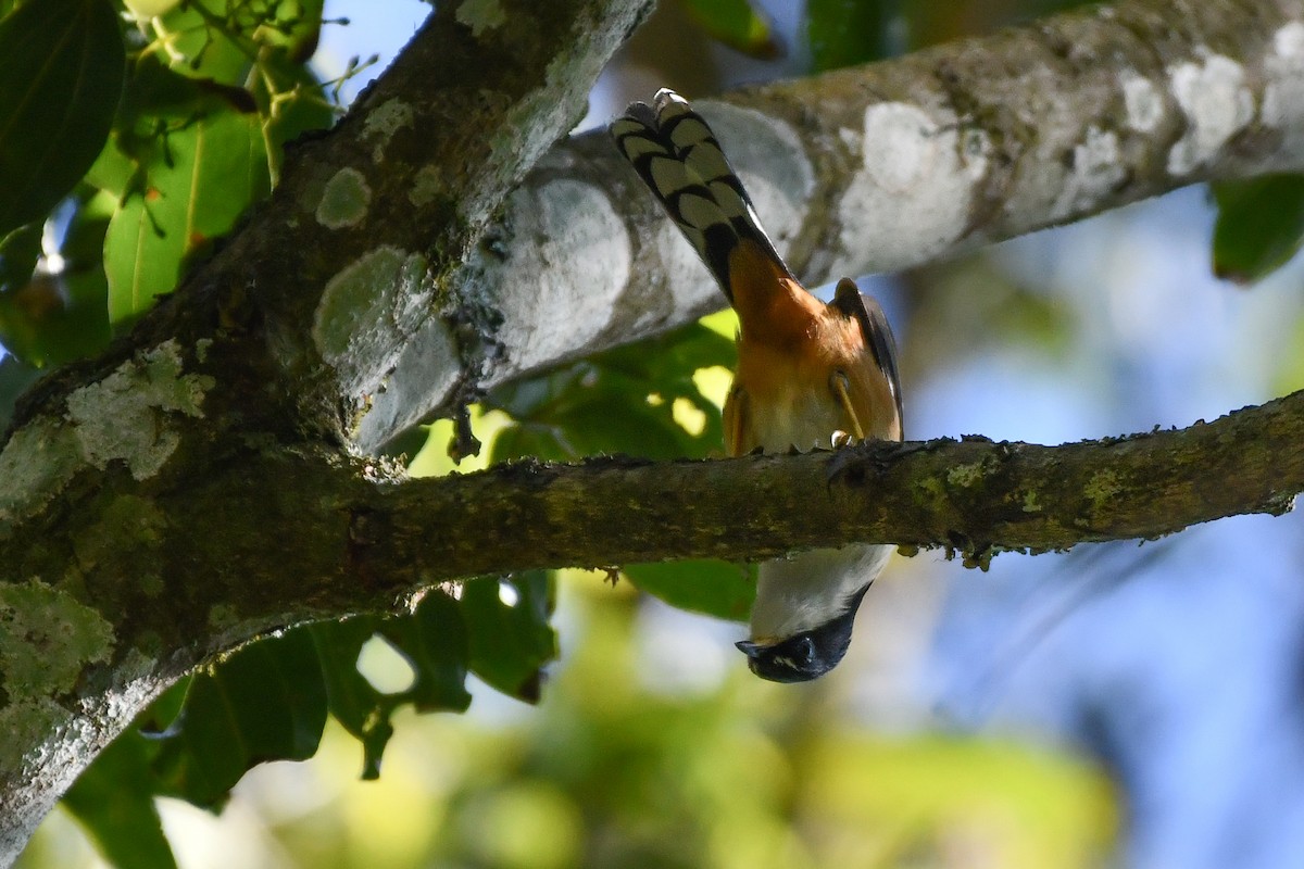 Rufous-backed Sibia (Dalat) - eBird
