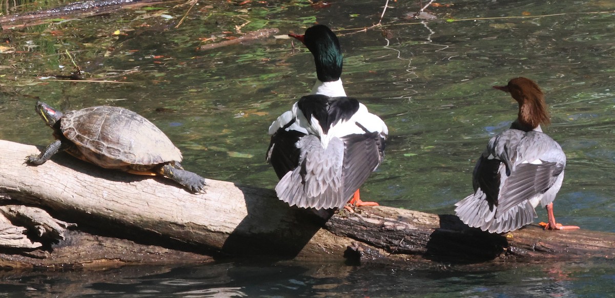 eBird Checklist - 7 May 2024 - Turtle Bay Bird Sanctuary - 40 species