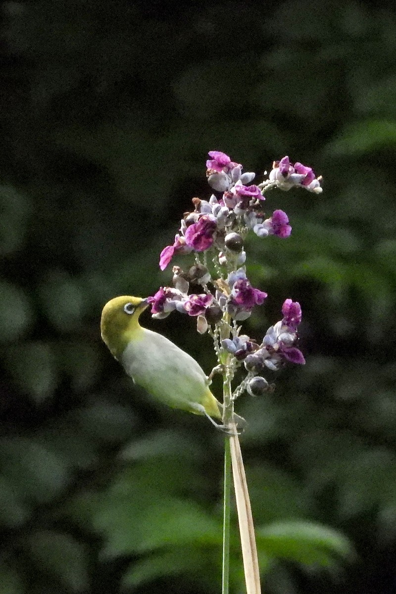 Swinhoe's White-eye - Zosterops simplex - Media Search - Macaulay ...
