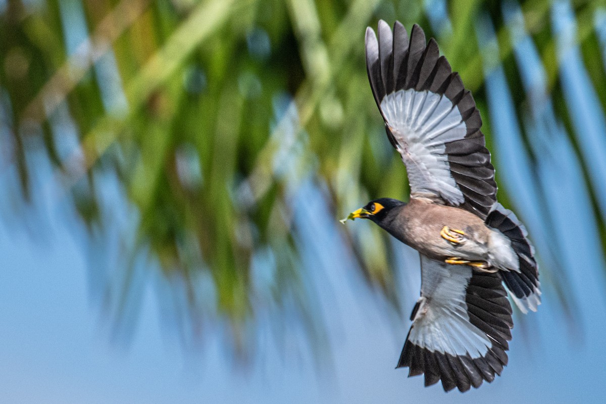 eBird Checklist - 8 May 2024 - Isle of Capri - 13 species