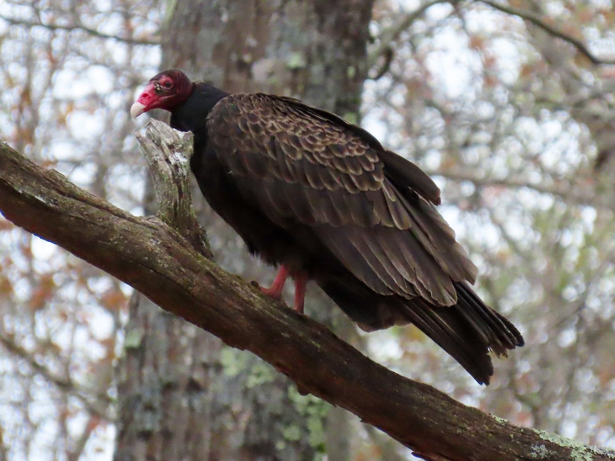 eBird Checklist - 8 May 2024 - Hinckley Park, South Portland - 31 species