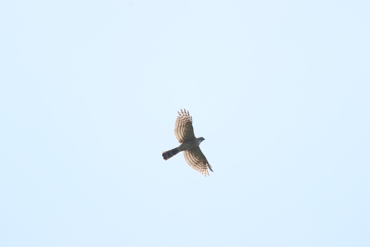 Besra - Accipiter virgatus - Media Search - Macaulay Library and eBird