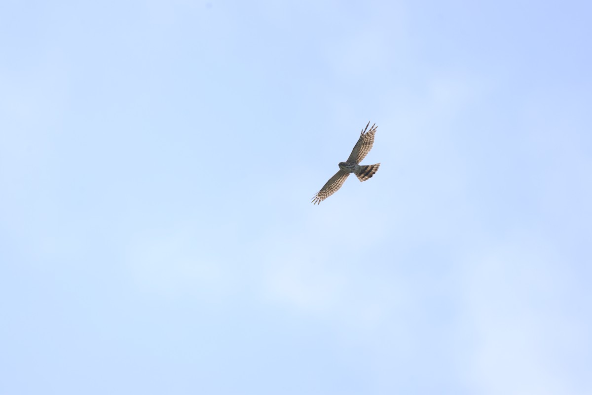 Besra - Accipiter virgatus - Media Search - Macaulay Library and eBird