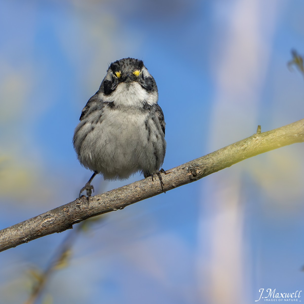 eBird Checklist - 8 May 2024 - Annette Brand Park - 14 species