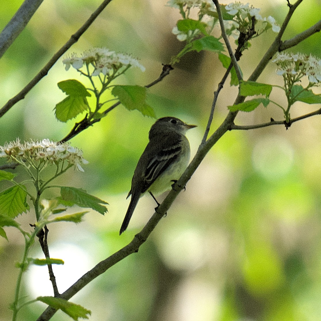 eBird Checklist - 8 May 2024 - Oak Park Dr - 38 species