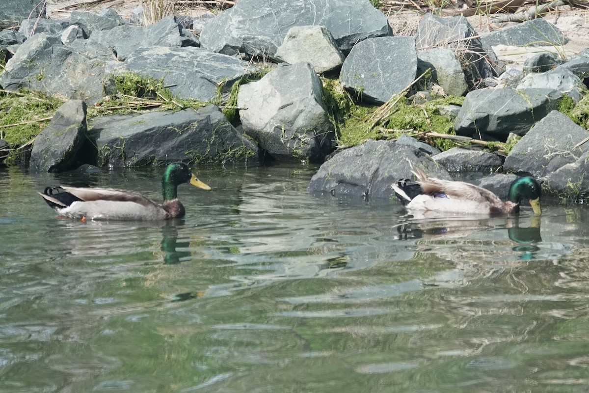 eBird Checklist - 8 May 2024 - Delaware Seashore SP--Burton Island - 36 ...