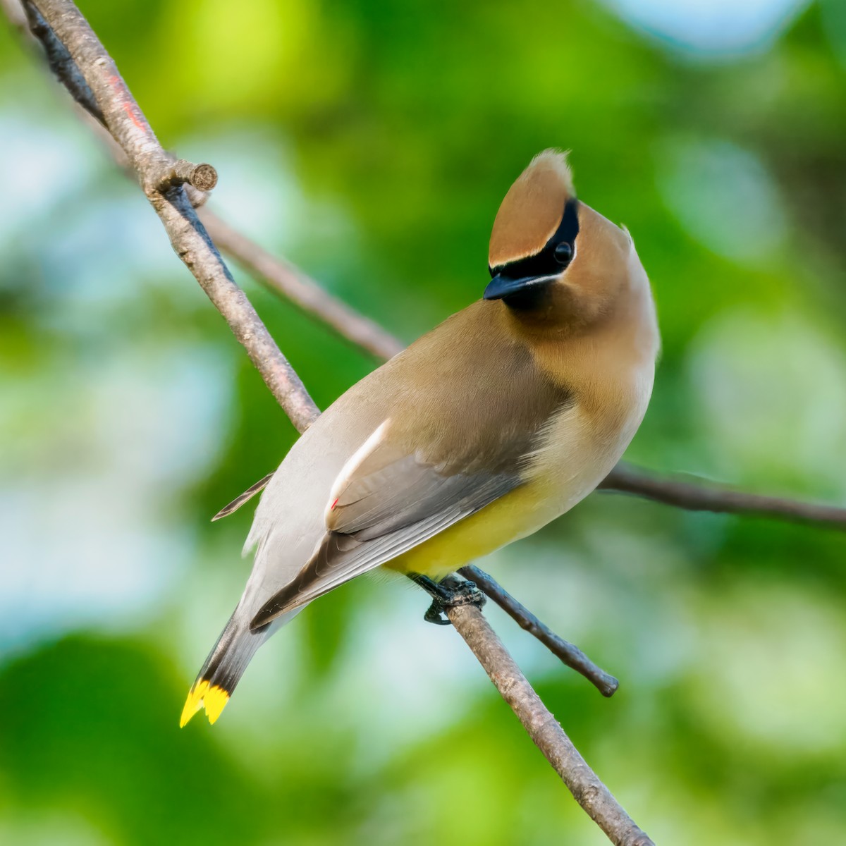 eBird Checklist - 8 May 2024 - Spring Lake Park Reserve--Camp Spring ...