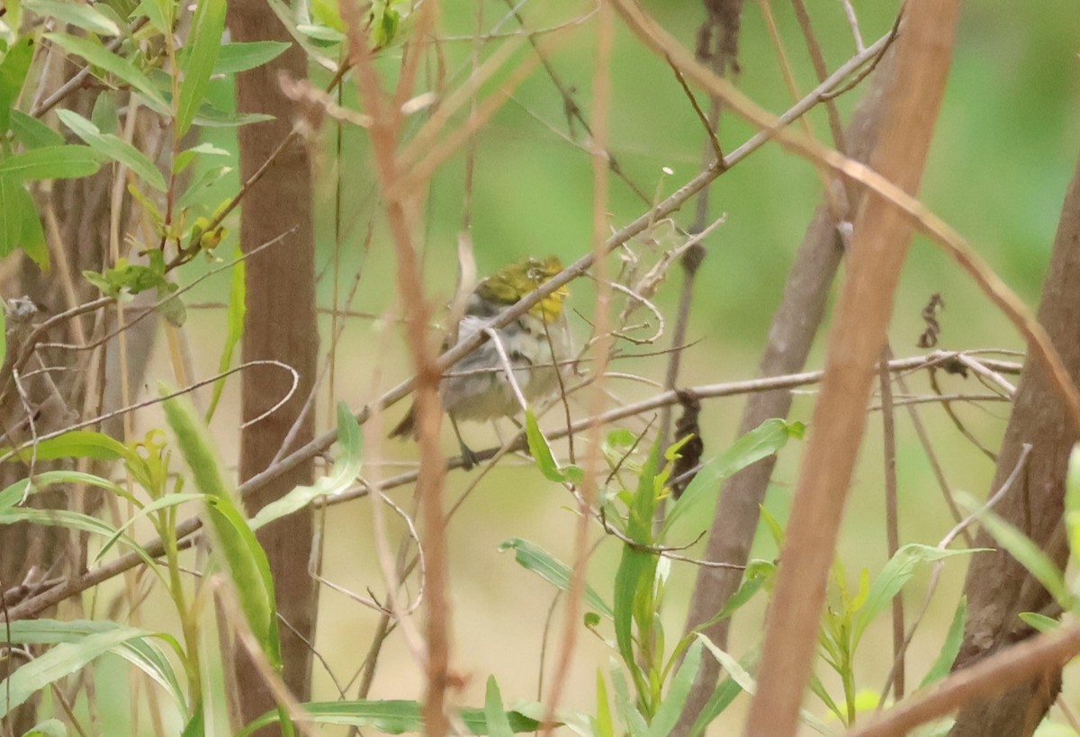 Swinhoe's White-eye - Zosterops simplex - Media Search - Macaulay ...